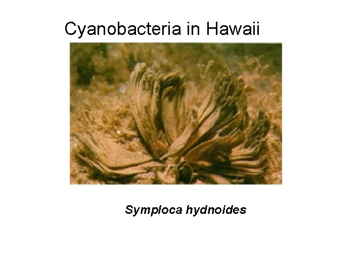 Hawaiian Algae ID Kingdom Eubacteria Phylum Cyanobacteria bluegreen