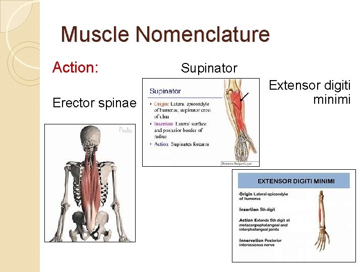 EXSC 314 Chapter 2 Neuromuscular Fundamentals PPT Series