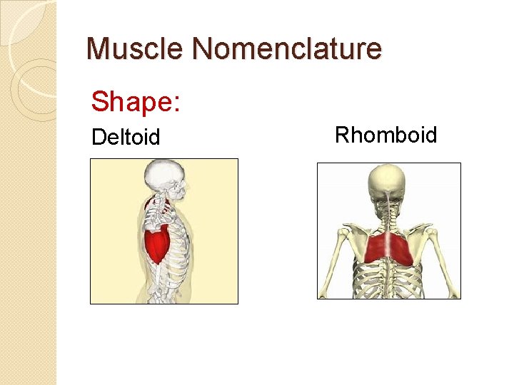 EXSC 314 Chapter 2 Neuromuscular Fundamentals PPT Series