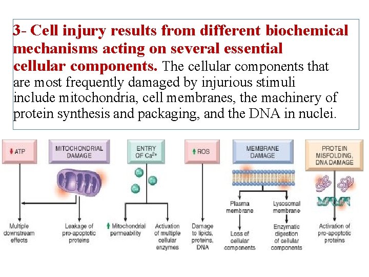 General Pathology Mechanisms of Cell Injury Dr AlSaghbini