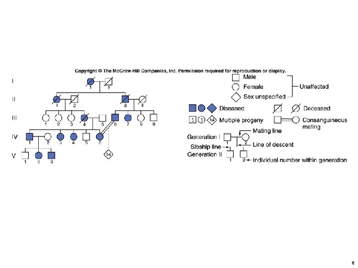 Simple Mendelian inheritance in humans The beginnings of