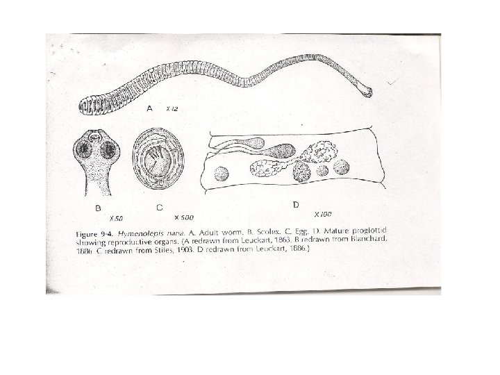 STRUCTURE AND REPLICATION OF PARASITES 1 PROTOZOA Protozoa