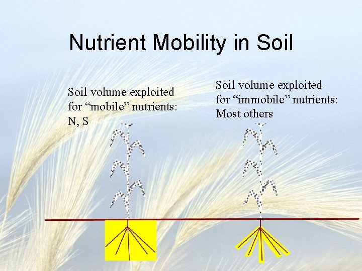 Nutrient Availability Section I Soil Fertility and Plant