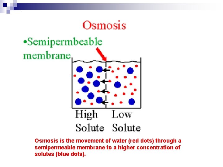 Diffusion and Osmosis Section 1 2 The Cell