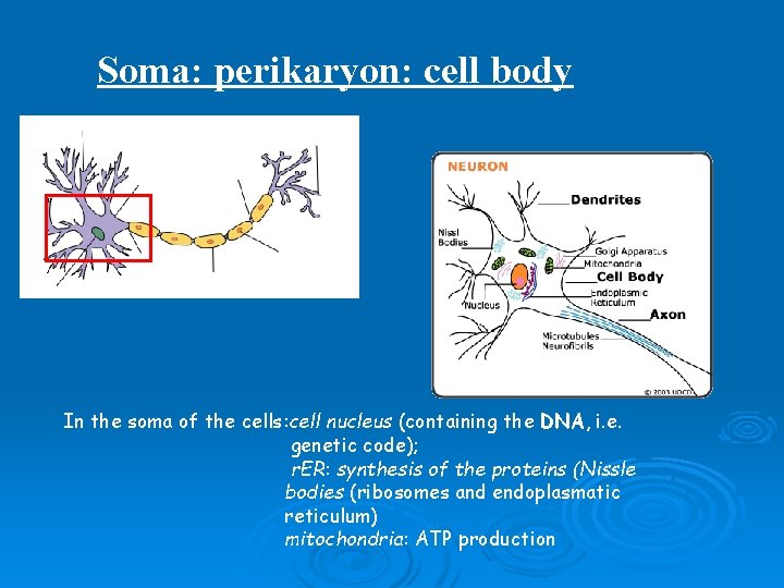 Nervous tissue Neurons and Glial Cells Anna L