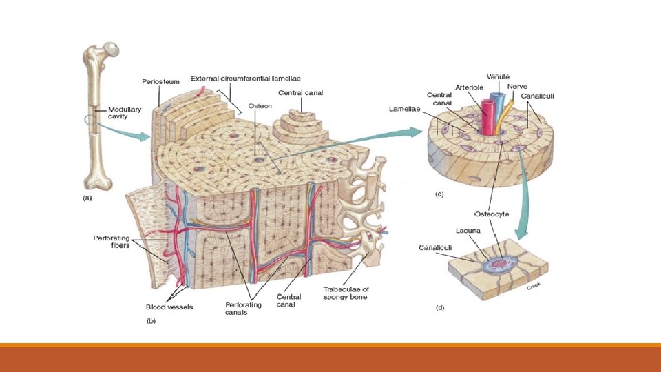 Chapter 5 Introduction to the Skeletal System TYPES