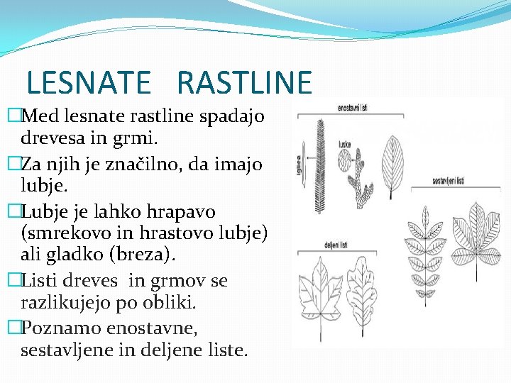 Rastlinski svet MANCA LE 4 b KAJ SO