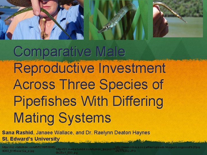 Comparative Male Reproductive Investment Across Three Species of
