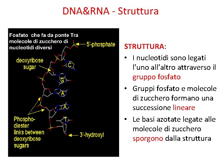 Chimica Organica e Biologica Prof Erik Laurini DNARNA