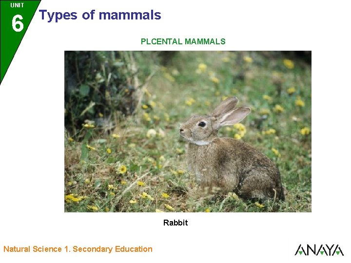 UNIT 6 Vertebrates TYPES OF MAMMALS Natural Science