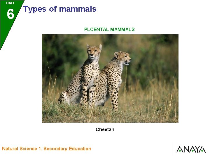 UNIT 6 Vertebrates TYPES OF MAMMALS Natural Science