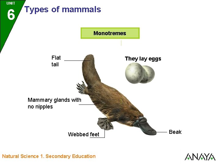 UNIT 6 Vertebrates TYPES OF MAMMALS Natural Science