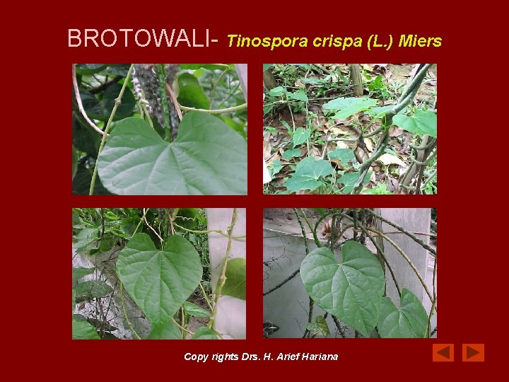 Copy rights Drs H Arief Hariana BROTOWALI Tinospora