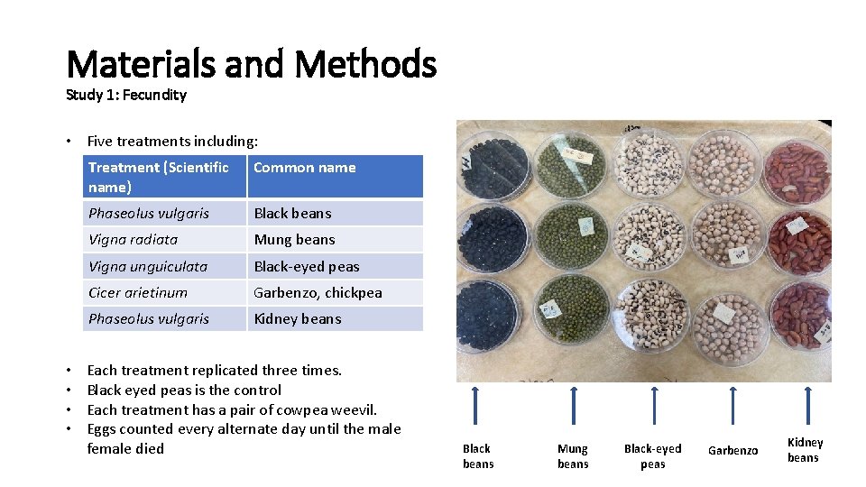 Biology and abundance of Cowpea weevil Callosobruchus maculatus