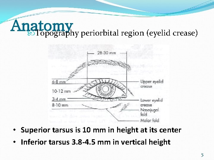 BLEPHAROPLASTY 1 Anatomy Periorbital muscles The orbital bones