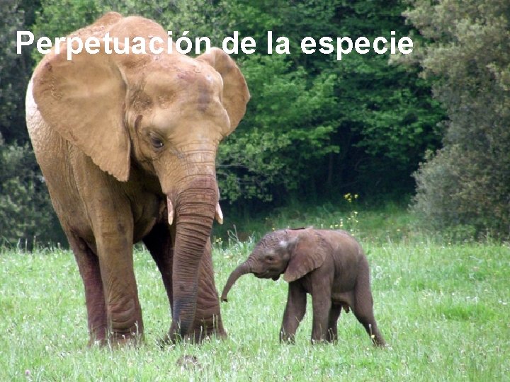 Reproduccin Animal Fundamentos MV Diego Alberto Boyezuk Introduccin