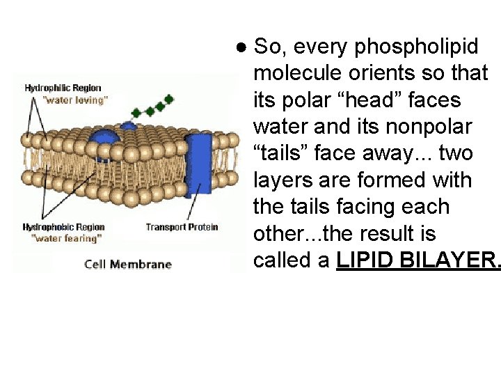 NOTES 7 1 7 2 CELL MEMBRANES Structure