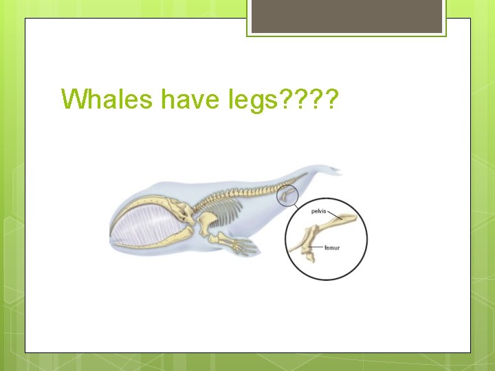Evidence of Evolution from Biology Living Organisms 5