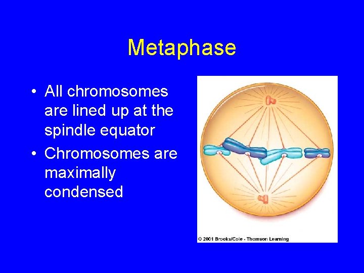 Cell Reproduction Chapter 19 Understanding Cell Division What