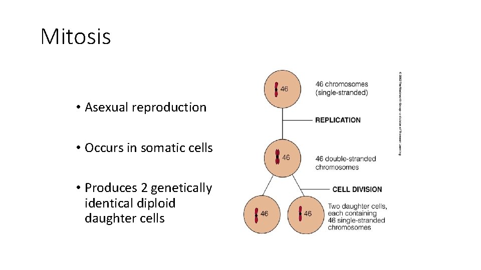 Biological Anthropology On Cells DNA and Proteins Cell
