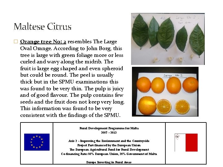 Maltese Citrus varieties being characterised 2013 2016 MINISTRY