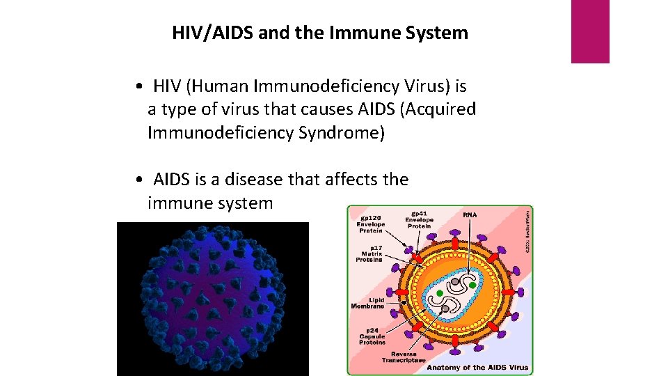 HIVAIDS and the Immune System HIV Human Immunodeficiency