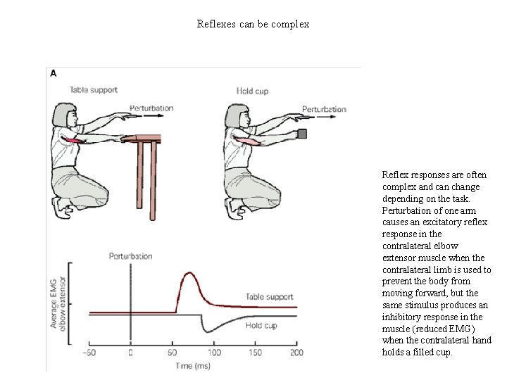 Movement Our brains evolved to move Around 600