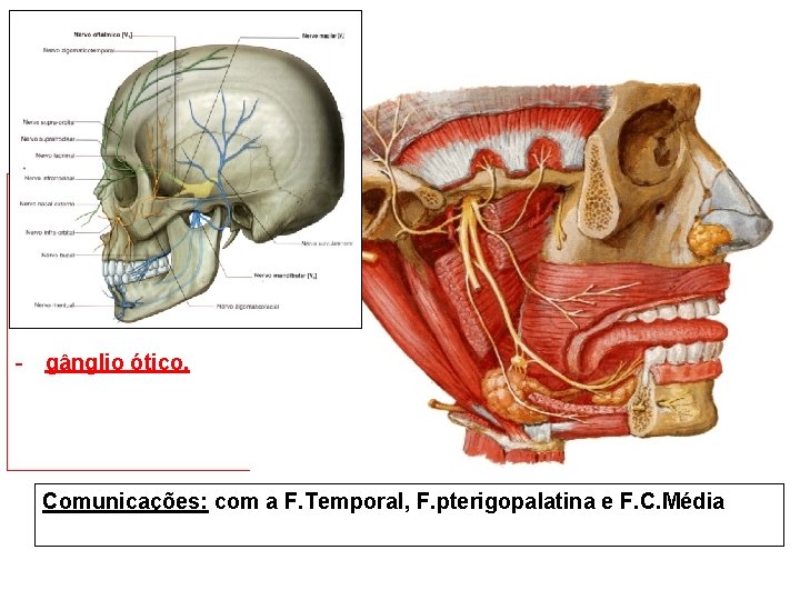 ANATOMIA TOPOGRFICA DA CABEA AULA 9 Fossa temporal
