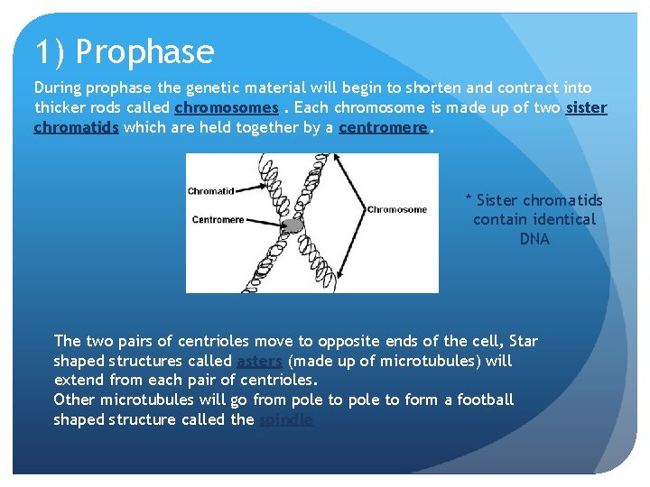 Biology 3201 Cell Division The Cell Cycle Composed