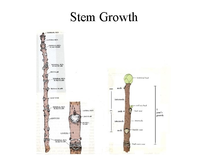 The Plant Body Early Stem Growth the Plumule