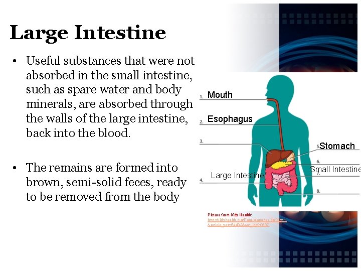 The Digestive System How food is broken down