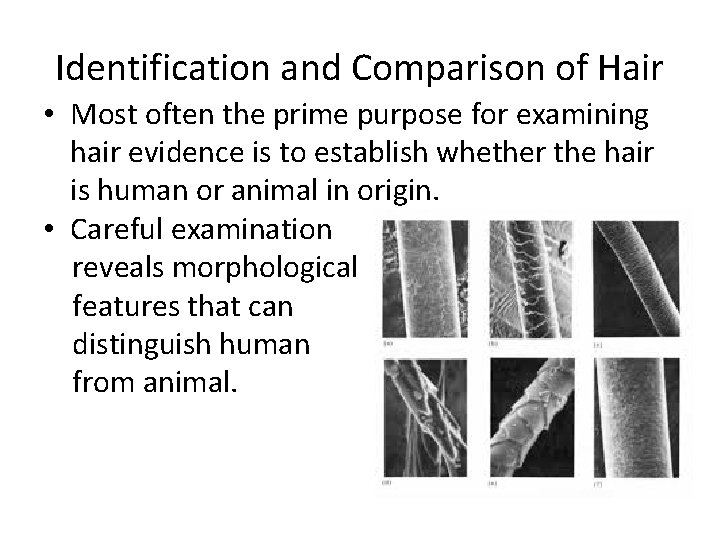 Hair and Fiber Evidence Unit 2 A Forensic