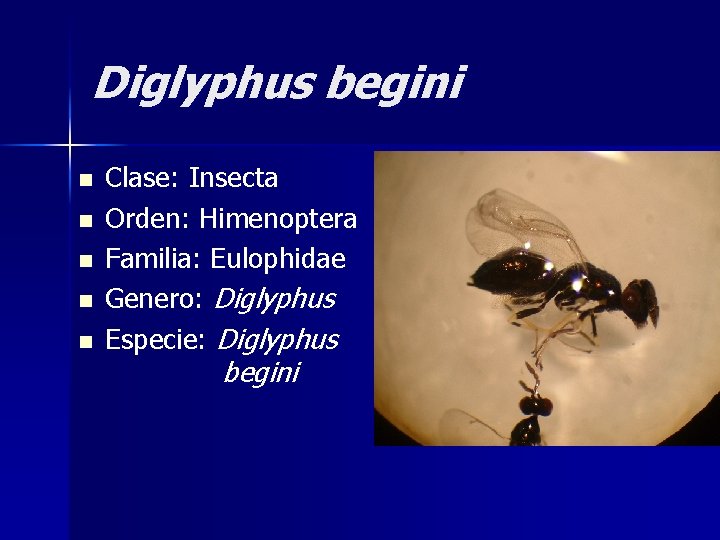 ESCUELA POLITCNICA DEL EJERCITO FACULTAD DE CIENCIAS AGROPECUARIAS