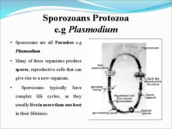Microbiology Introduction to Protozoology AnimalLike Protista Protozoa All