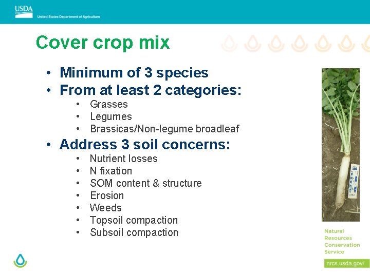 New Jersey Soil Benefits of MultiSpecies Cover Crop