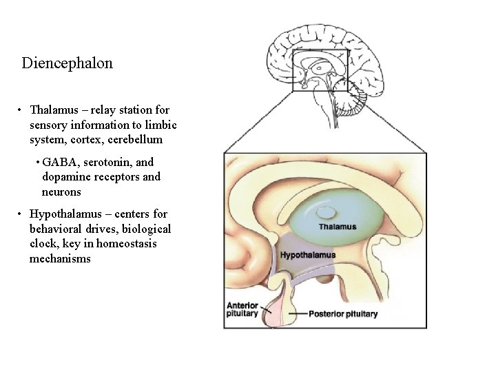 CNS Brain and spinal cord Brain two cerebral