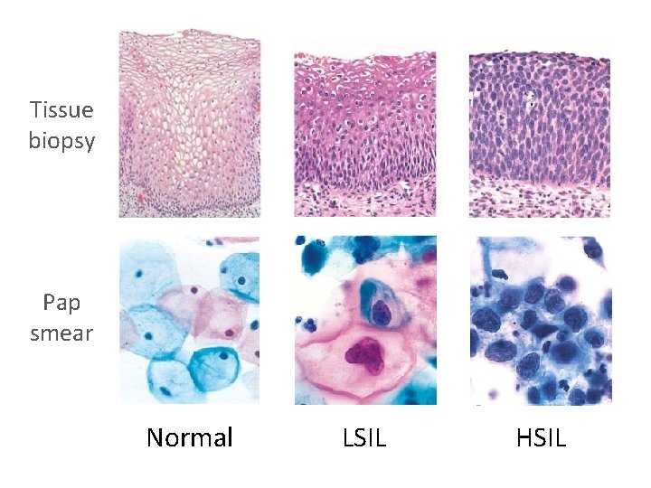 Female Reproductive System Kristine Krafts M D Female