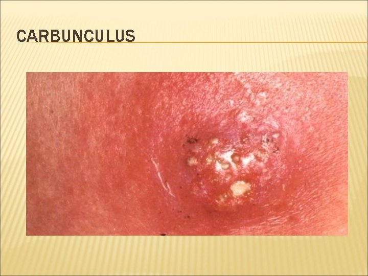 Dr Mensch Kroly Ph D Abteilung fr Orale