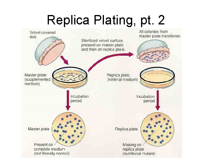 Bacterial Genetics Prokaryote Basics The largest and most