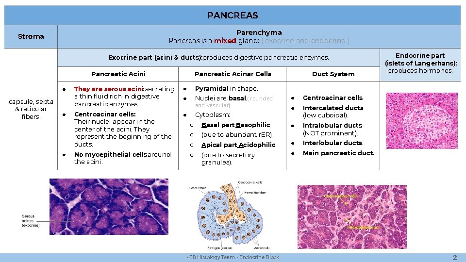 Pancreas Exocrine Endocrine Objectives Describe the endocrine part