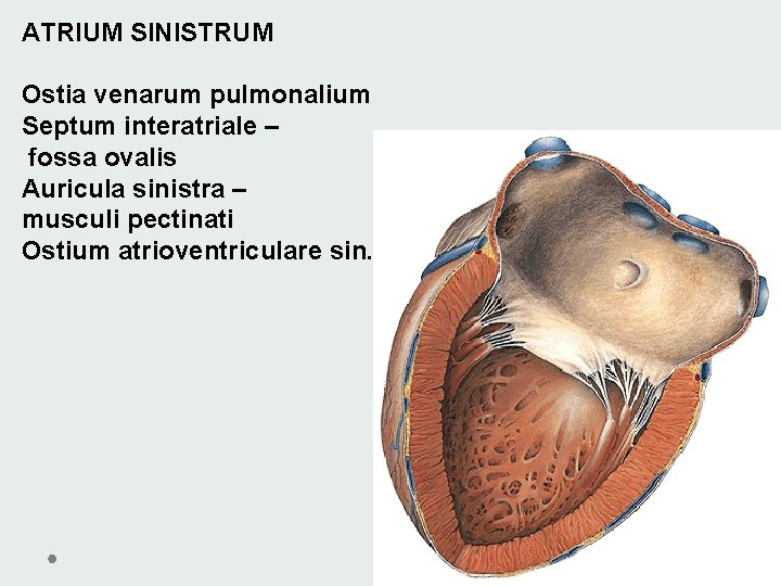 CARDIOVASCULAR SYSTEM Arteries Veins Capillaries HEART Adult 240