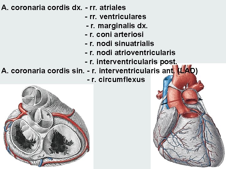 CARDIOVASCULAR SYSTEM Arteries Veins Capillaries HEART Adult 240