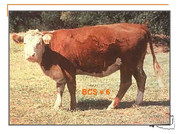 Body Condition Scoring of Beef Cows Damona Doye