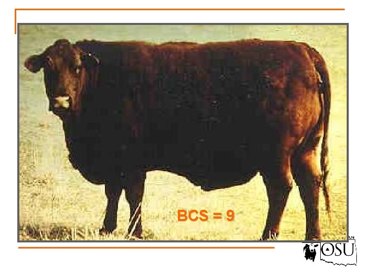 Body Condition Scoring of Beef Cows Damona Doye