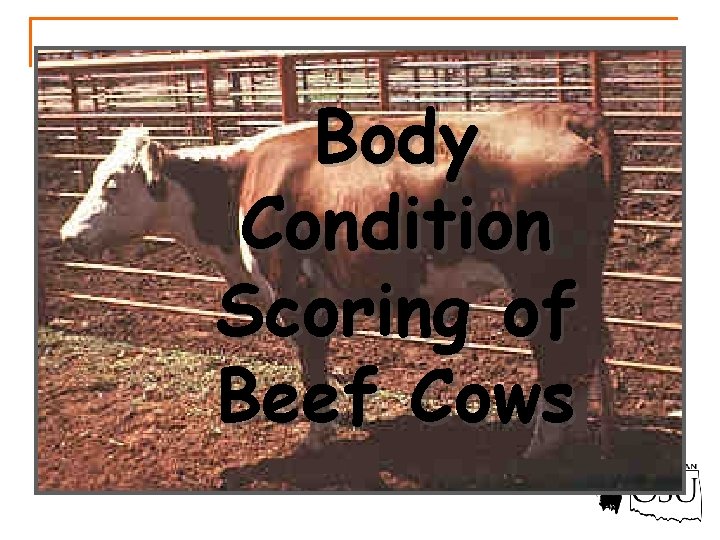 Body Condition Scoring of Beef Cows Damona Doye