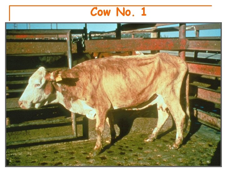 Body Condition Scoring of Beef Cows Damona Doye