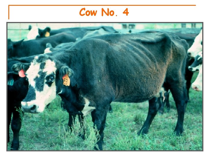 Body Condition Scoring of Beef Cows Damona Doye
