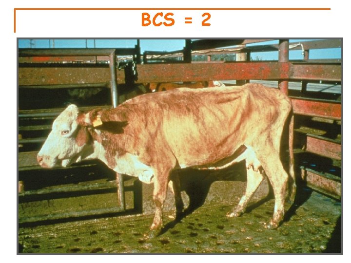 Body Condition Scoring of Beef Cows Damona Doye