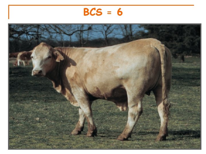 Body Condition Scoring of Beef Cows Damona Doye