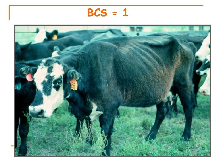 Body Condition Scoring of Beef Cows Damona Doye